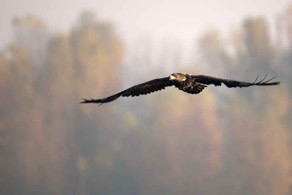 UBPRC – Ukrainian Birds of Prey Research Centre » Misc